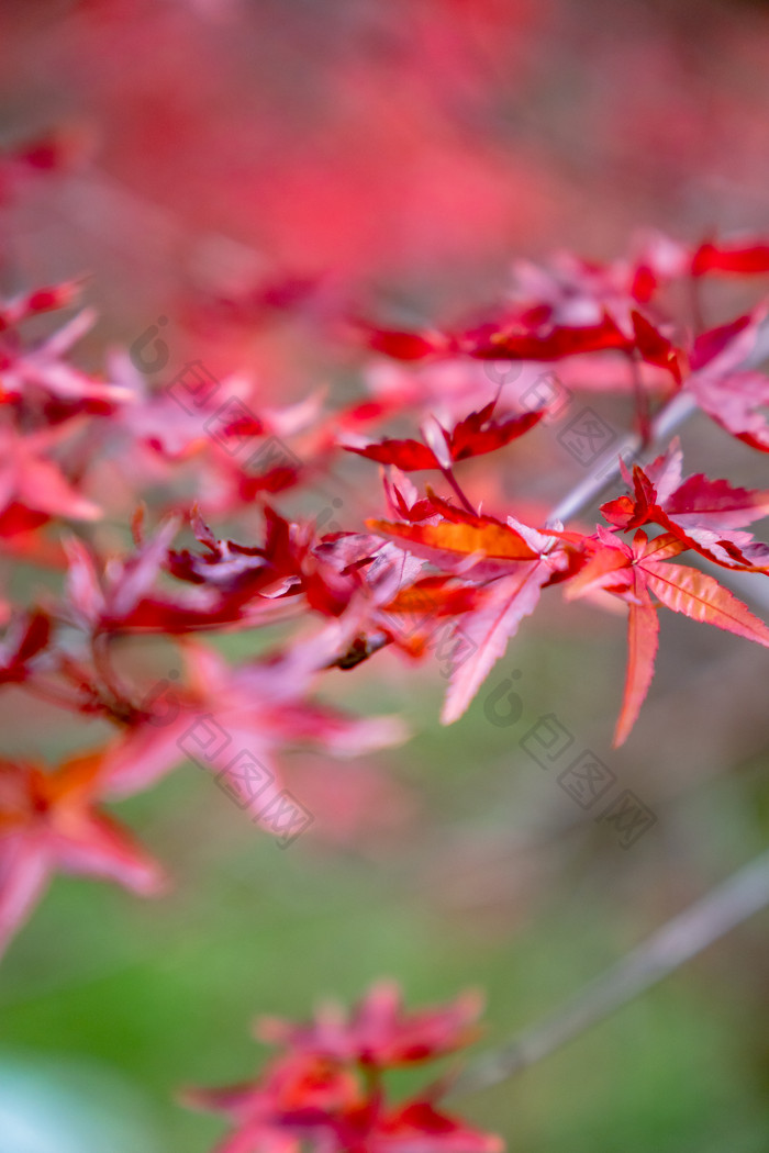 红色枫叶植物树枝树叶摄影图-包图企业站