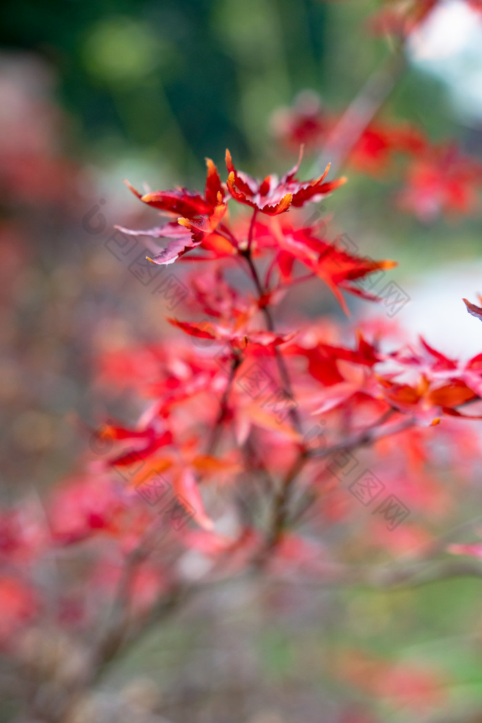 红色枫叶植物树枝树叶摄影图图片-包图网企业站