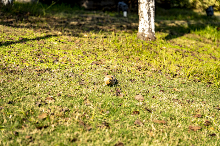 布谷鸟动物摄影图图片-包图网企业站