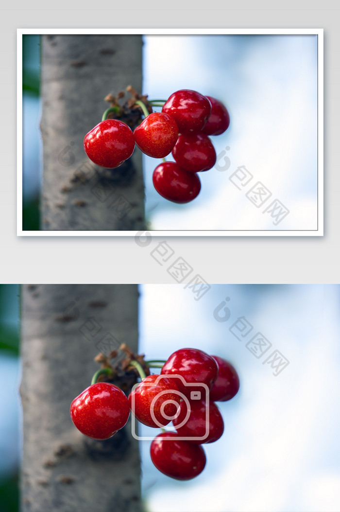 樱桃特写摄影图片图片-包图网