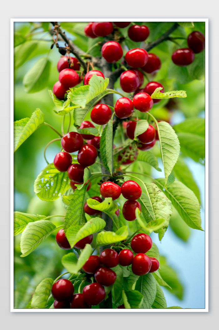 樱桃生长图片-樱桃生长素材免费下载-包图网