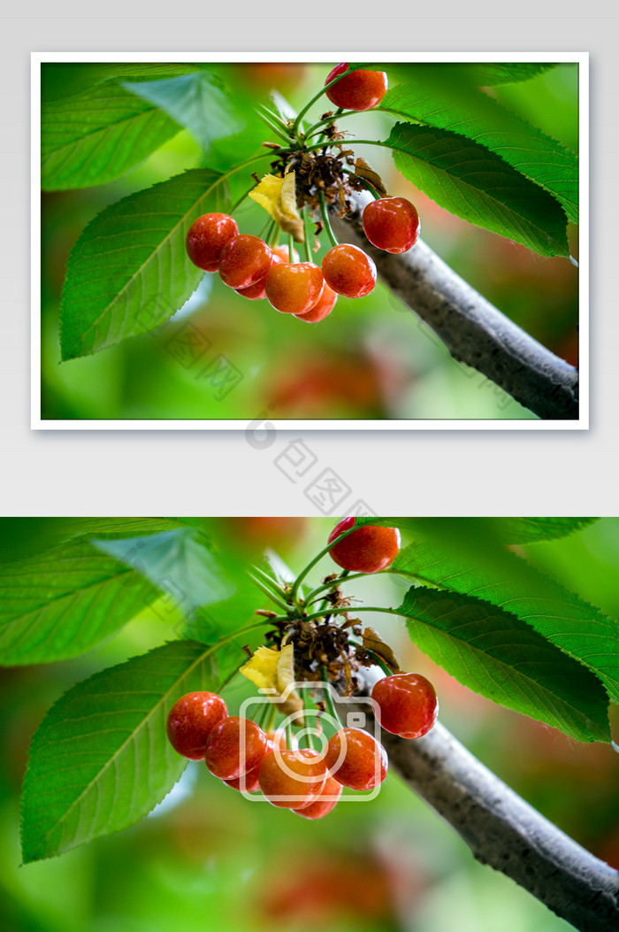 樱桃大特写摄影镜头图片-包图网