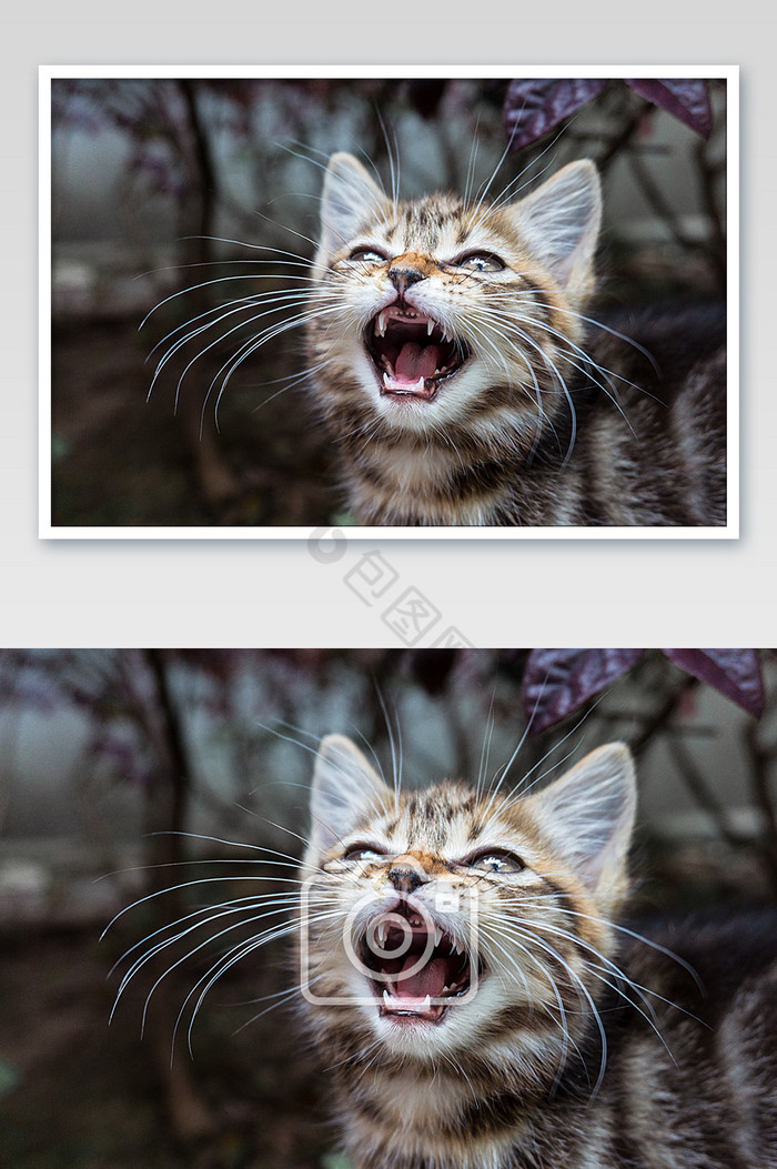 咆哮表情包-咆哮表情包模板图片-包图网