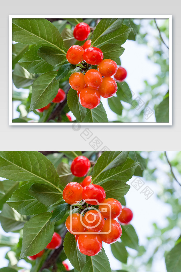 采摘园樱桃特写照片图片-包图网