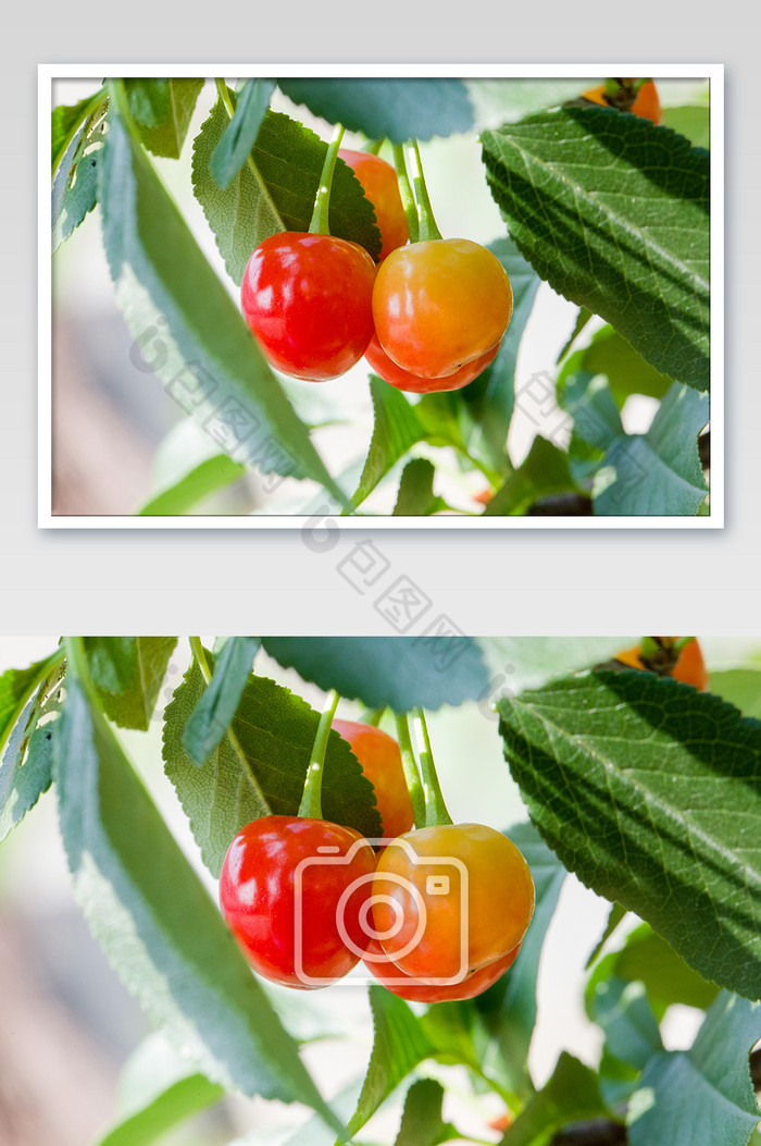横版采摘园樱桃特写图片-包图网