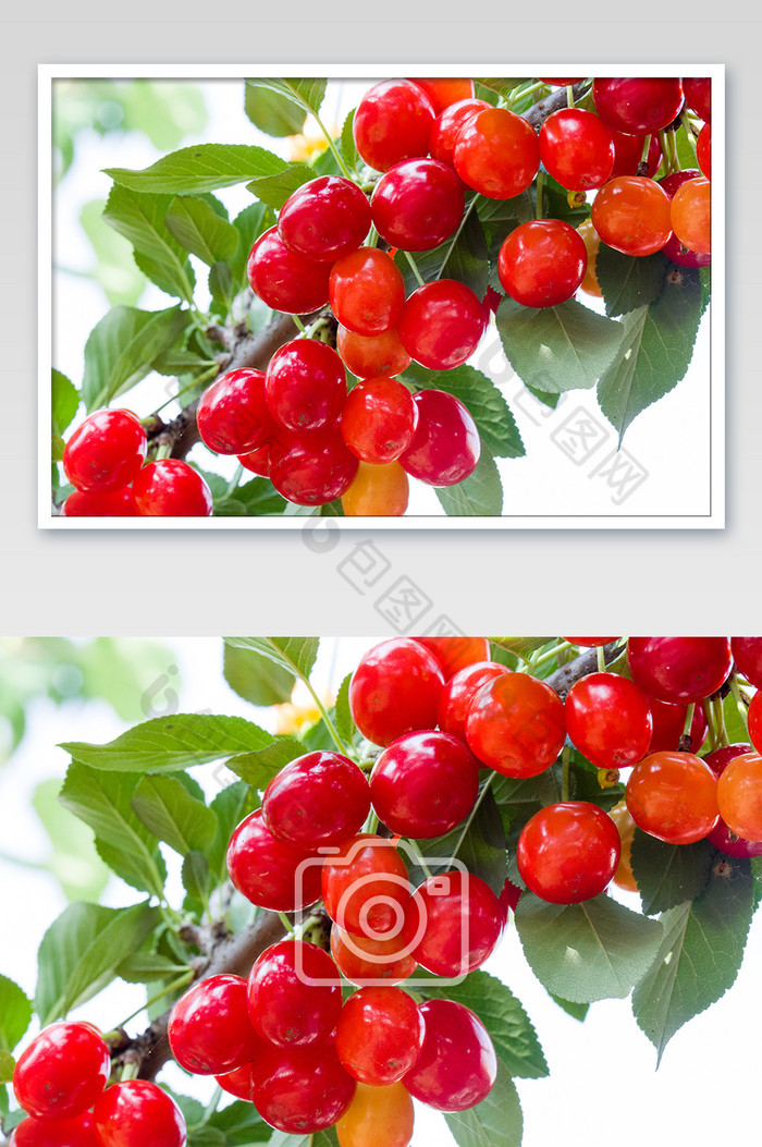 特写拍摄樱桃好吃的水果图片-包图网