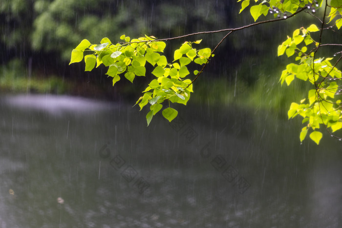 下雨天湖边绿叶清新图片图片-包图网企业站
