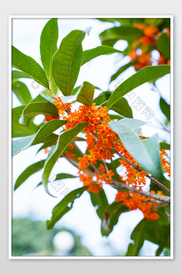 桂花盛开花枝摄影图图片-包图网
