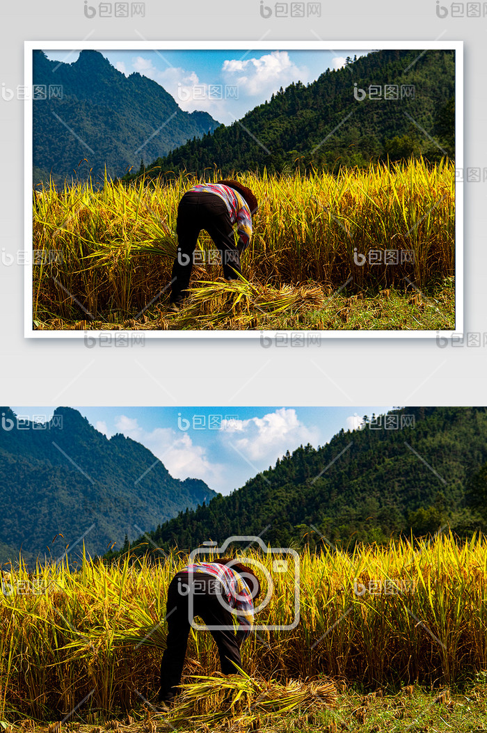 农忙时节割稻子农民背影摄影图图片-包图网