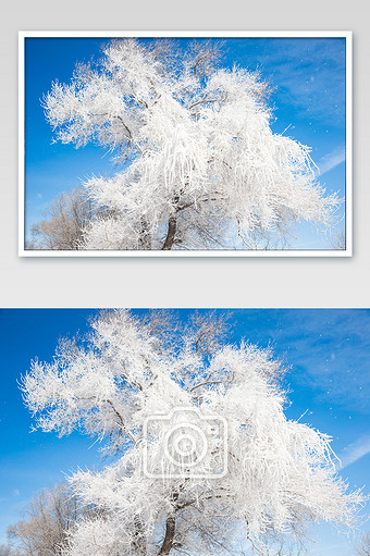 雾凇树挂树林白雪皑皑摄影图1024*1540图片素材免费下载-编号1325908-潮点视频