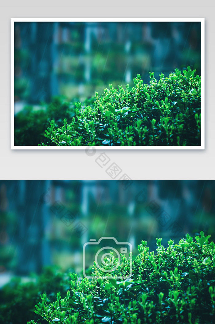 春雨雨水雨中绿植图片-包图网