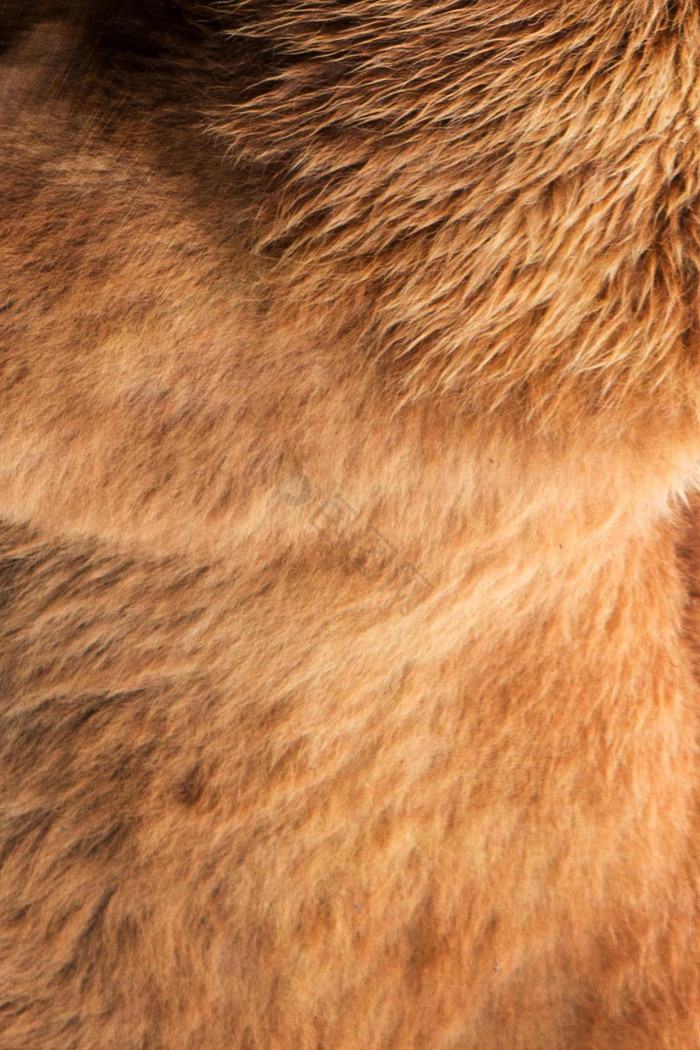 棕熊毛发动物皮毛模板-包图网