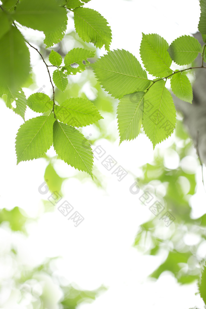 年轻的绿色叶子图片-包图网企业站