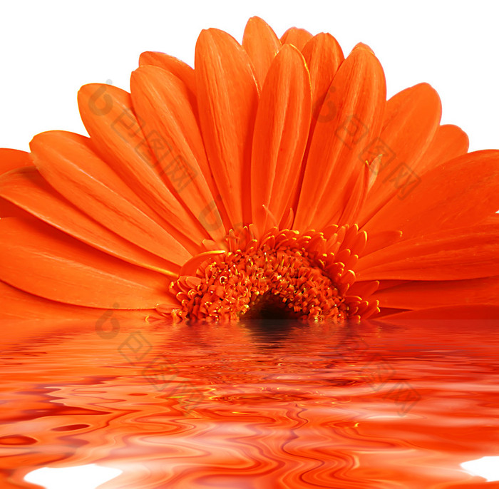 非洲菊花卉图片-包图网企业站