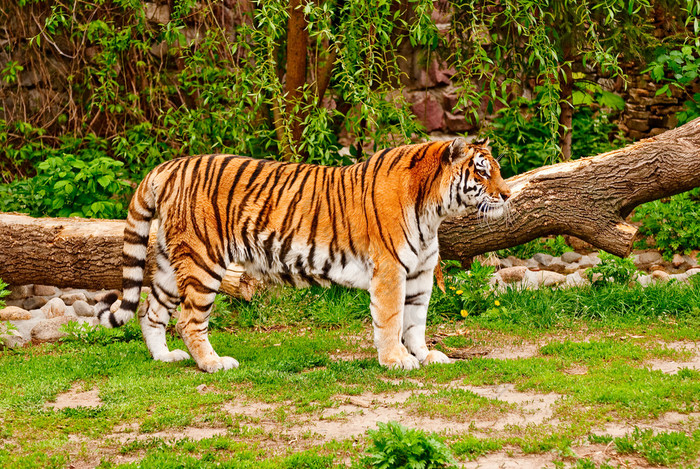 西伯利亚虎图片-包图网企业站