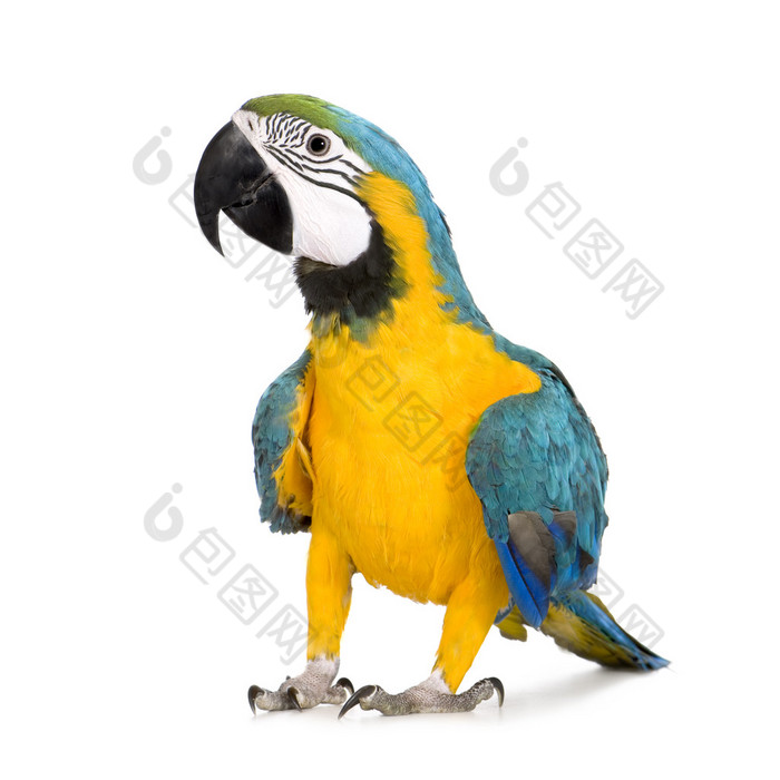 年轻的蓝色和黄色金刚鹦鹉个月图片-包图网企业站