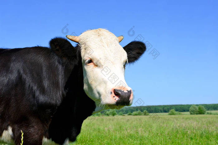 在草地上与美丽的黑白奶牛亲密接触图片-包图网企业站