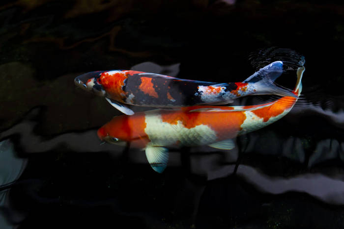 鲤鱼五颜六色的在水池图片-包图网企业站