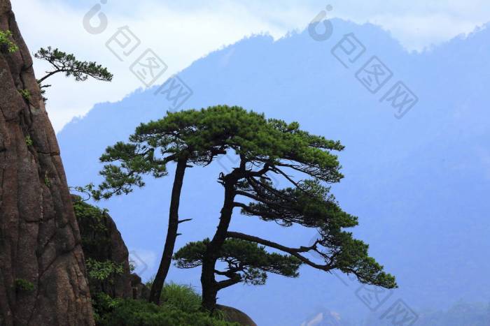安徽山区景观迎客松图片-包图网企业站