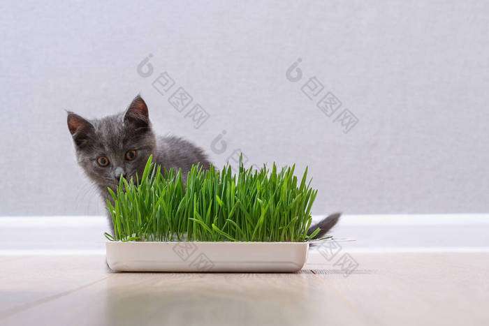 一只灰色的小猫咪吃绿草来培育毛皮猫吃燕麦图片-包图网企业站