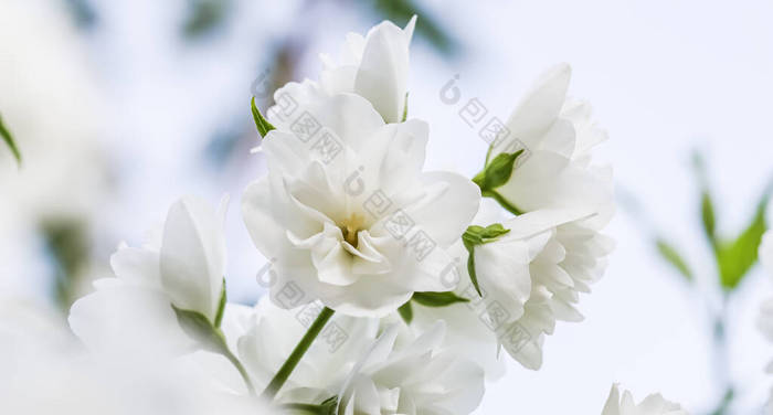 摘要花卉背景白色的特里茉莉花花瓣度假品牌图片-包图网企业站