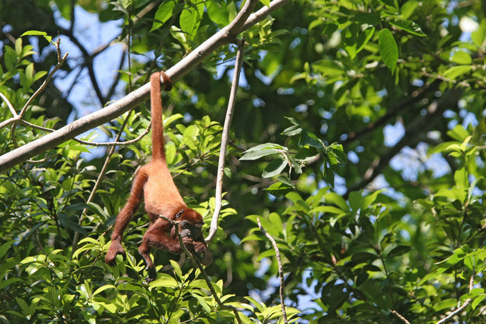 Red howler monkey ha图片-包图网企业站