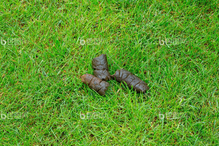 大便高清图片下载-大便图片-大便素材-包图网企业站