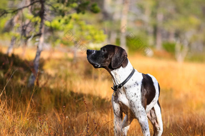 秋天在沼泽地里猎狗的英式指南针图片-包图网企业站