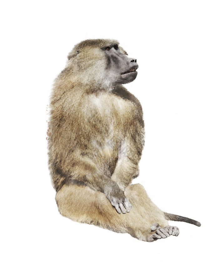 狒狒图片-狒狒素材免费下载-包图网