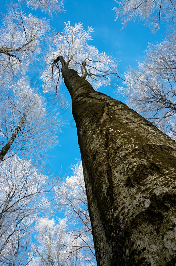 冬季仰视天空参天大树摄影图图片-包图网
