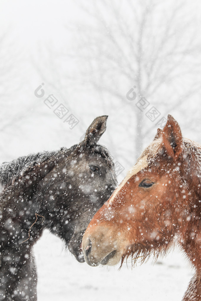 北海道冬季的马图片-包图网企业站