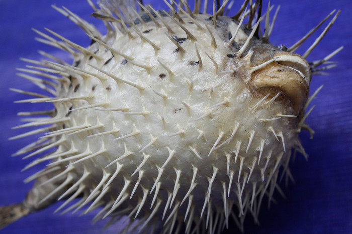 河豚鱼图片-包图网企业站