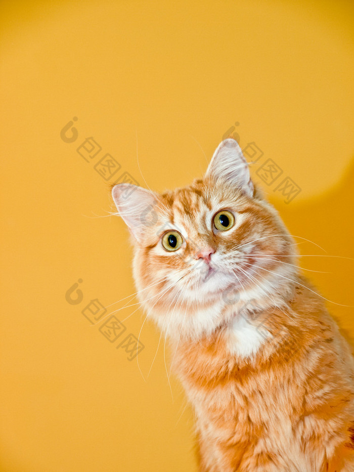 橙色猫咪图片-包图网企业站