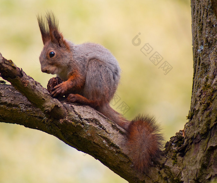松鼠吃东西高清图片-松鼠吃东西素材-包图企业站
