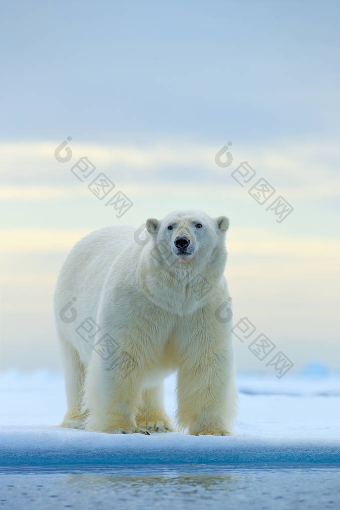 白北极熊在漂流冰边与雪在挪威海自然栖息地-包图企业站