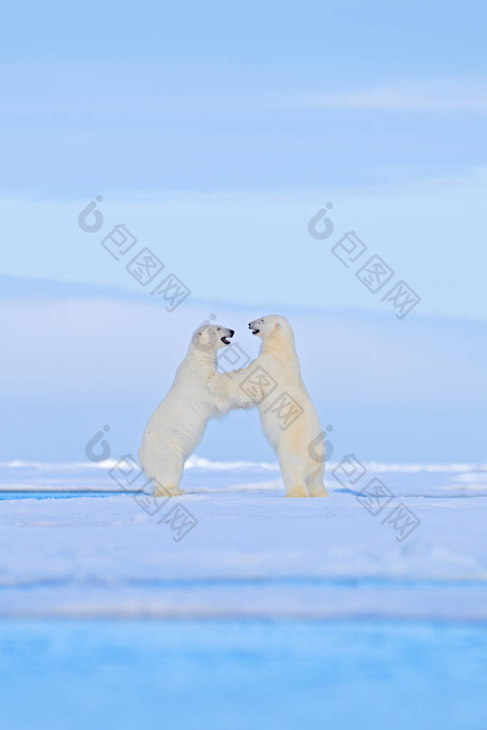 北极的北极熊象征-包图企业站