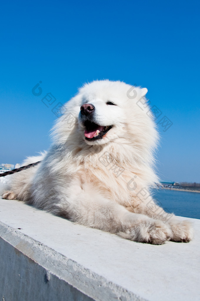西伯利亚爱斯基摩狗-包图企业站