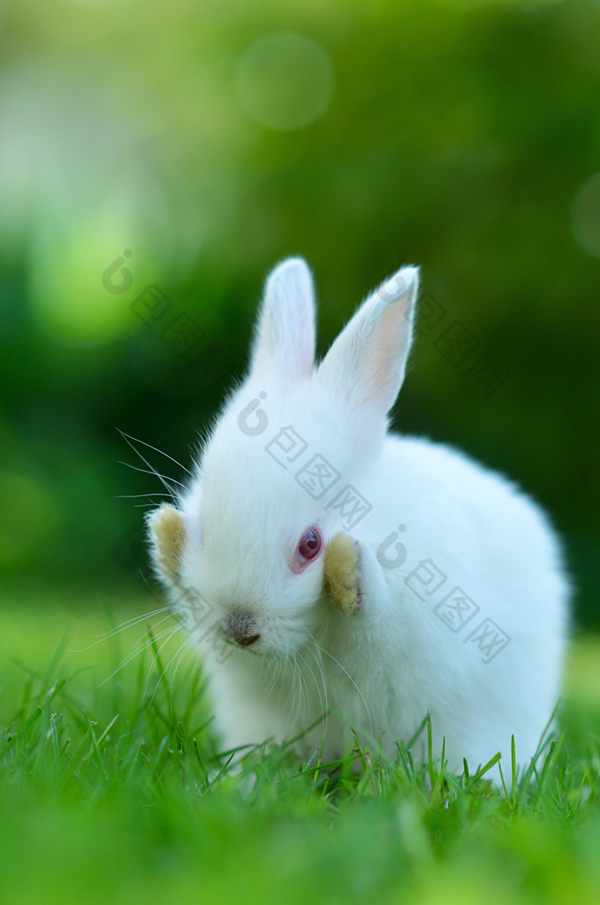 在草丛中的有趣的婴儿白色兔子图片-包图网企业站