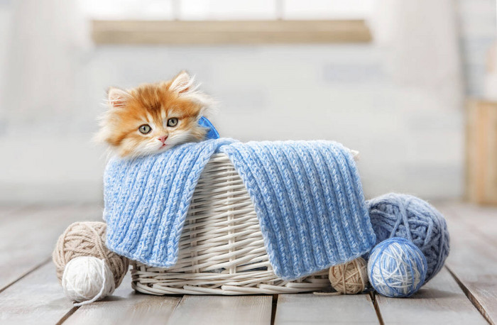 孩子们去小猫在篮子里 包图企业站