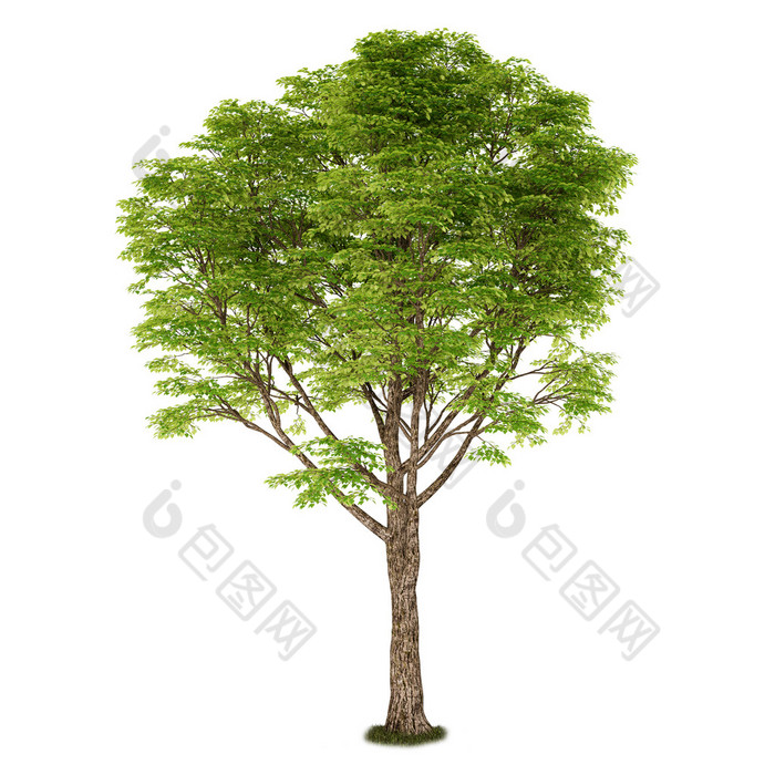 在白色背景上隔离的单棵树图片-包图网企业站