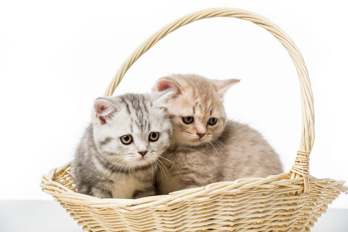 毛茸茸的白色小猫在篮子里 包图企业站
