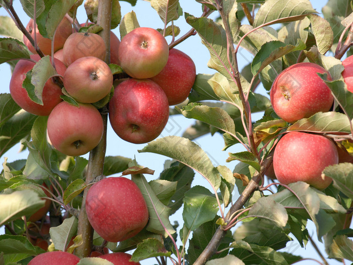 悬挂在树上的苹果-包图企业站