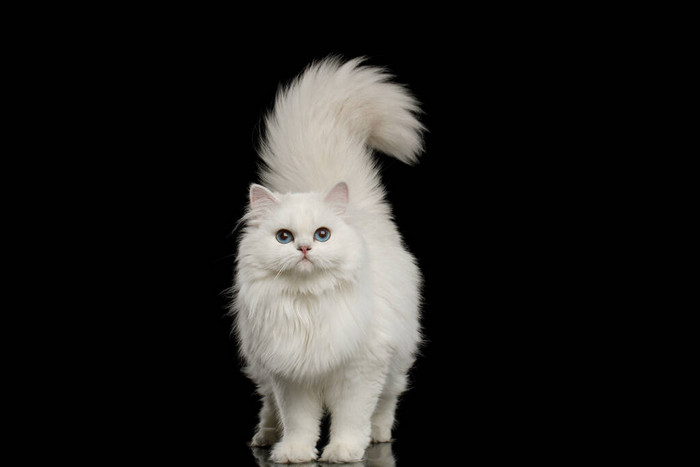 绿眼睛毛茸茸的猫头像 包图企业站