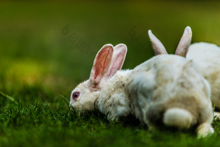 彩色的兔子吃草图片-包图网