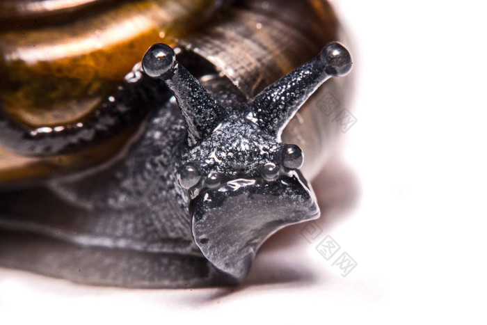 宏花园关闭蜗牛白色背景图片-包图网企业站