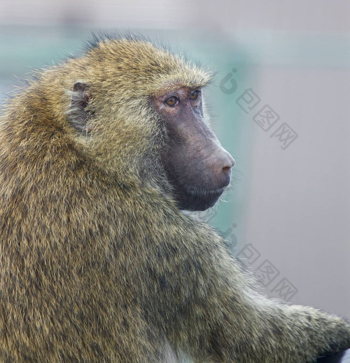 有趣的深思熟虑的狒狒图片-包图网企业站