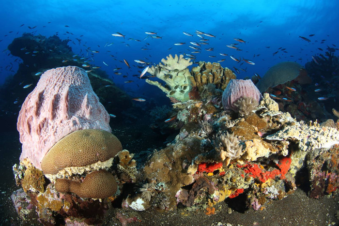 珊瑚生活潜水水下巴布亚几内亚太平洋海洋图片-包图网企业站