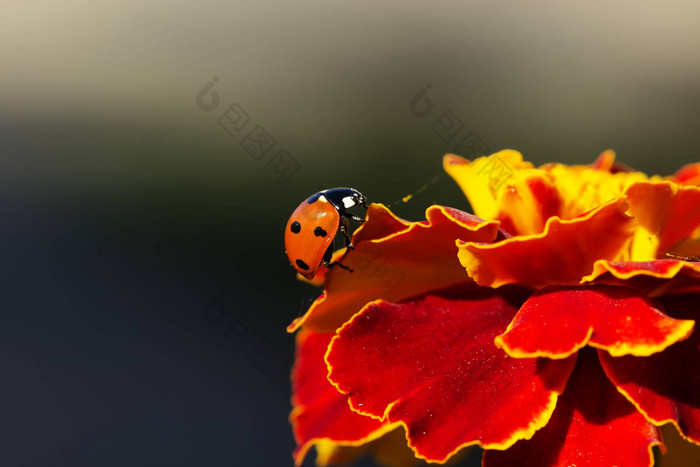 瓢虫橙色花花瓣瓢虫胜利阵线橙色花图片-包图网企业站