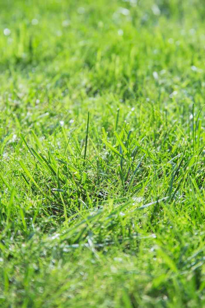 绿色春天夏天草背景图片-包图网企业站