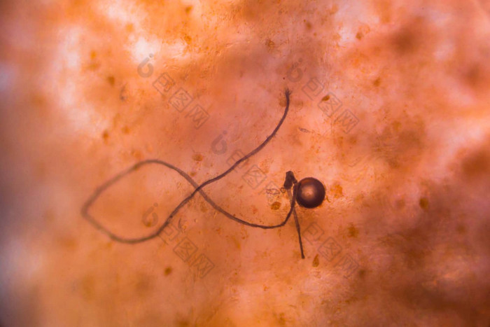 细菌显微镜图片-包图网企业站